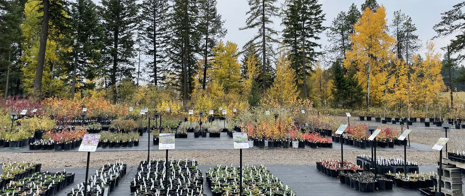 Home | Center for Native Plants